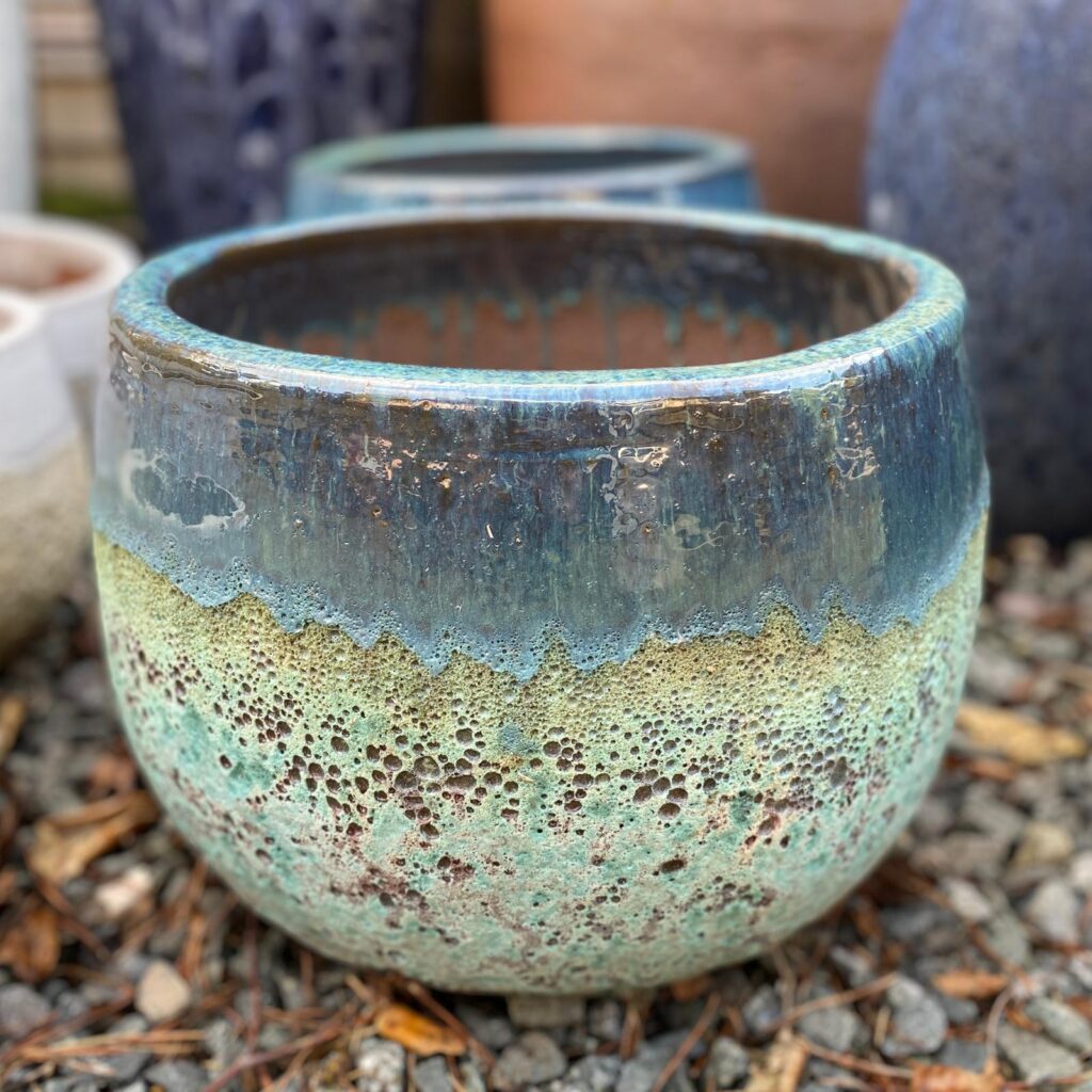 Buy Findon Bowl TPC - Architectural Plants