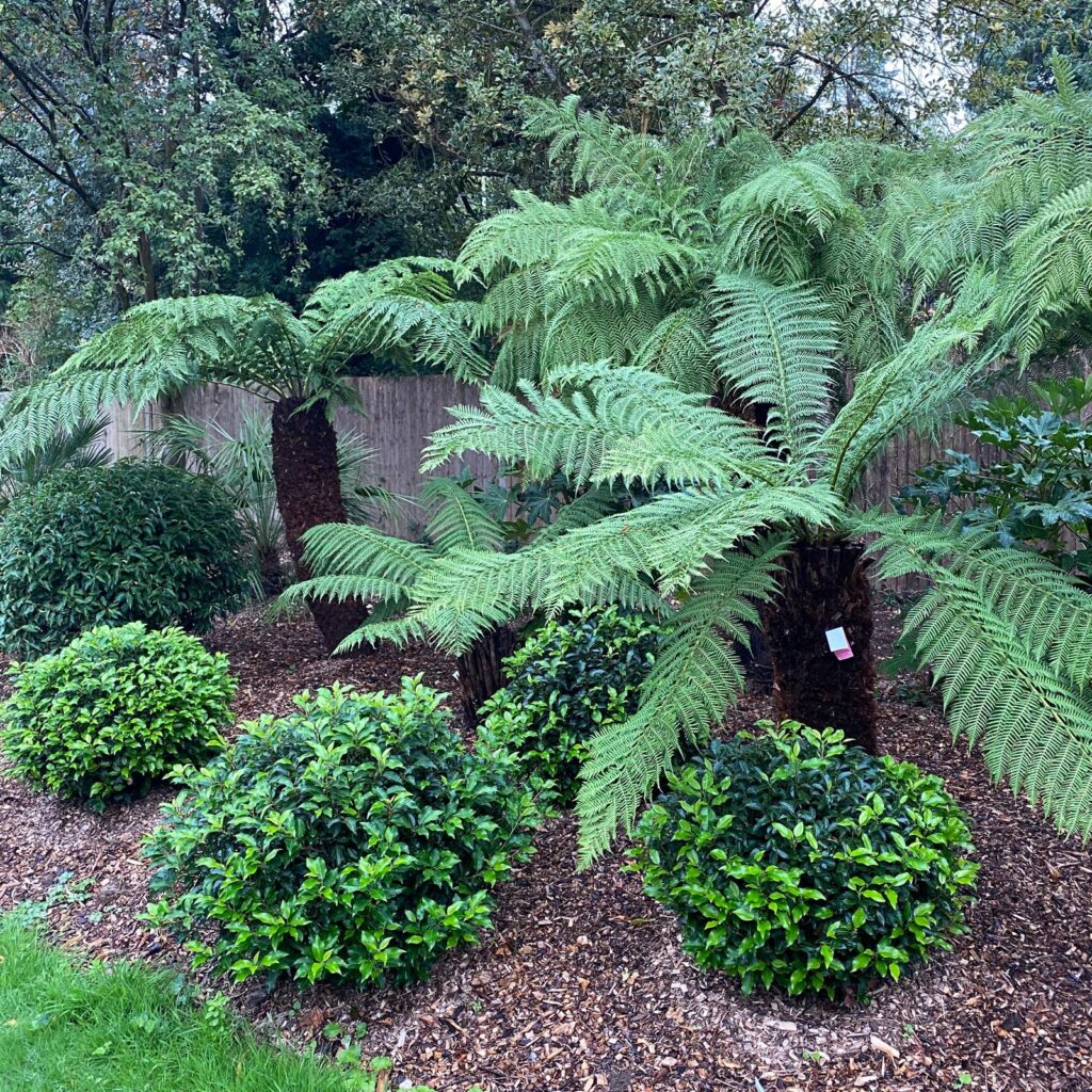 Browse Our Big Leaf & Exotic Plants | Architectural Plants