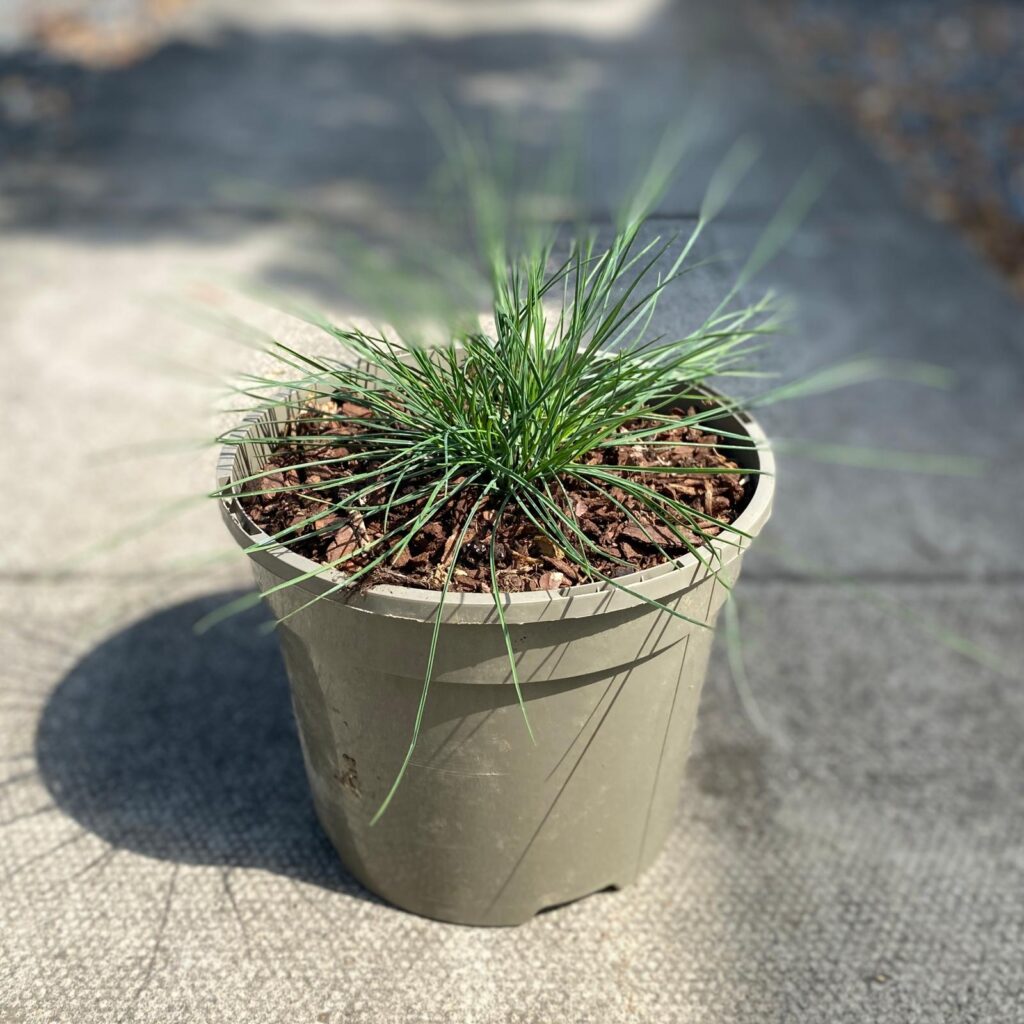 Buy Festuca glauca (HG) - Architectural Plants