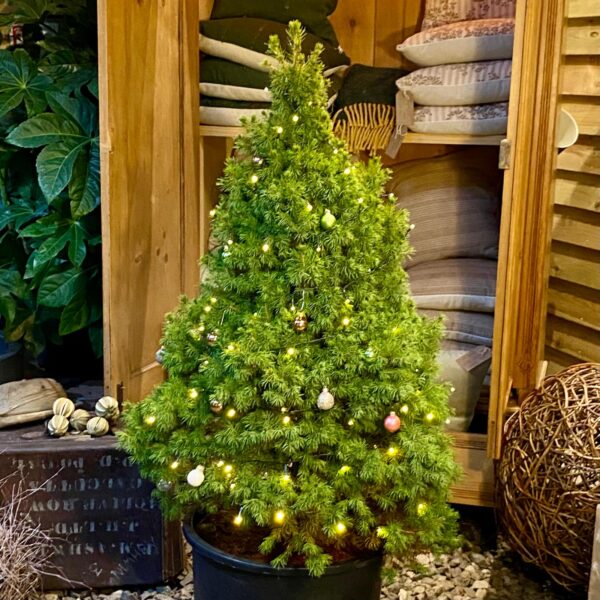 Top 4 Plants To Elevate Your Christmas Event - Architectural Plants