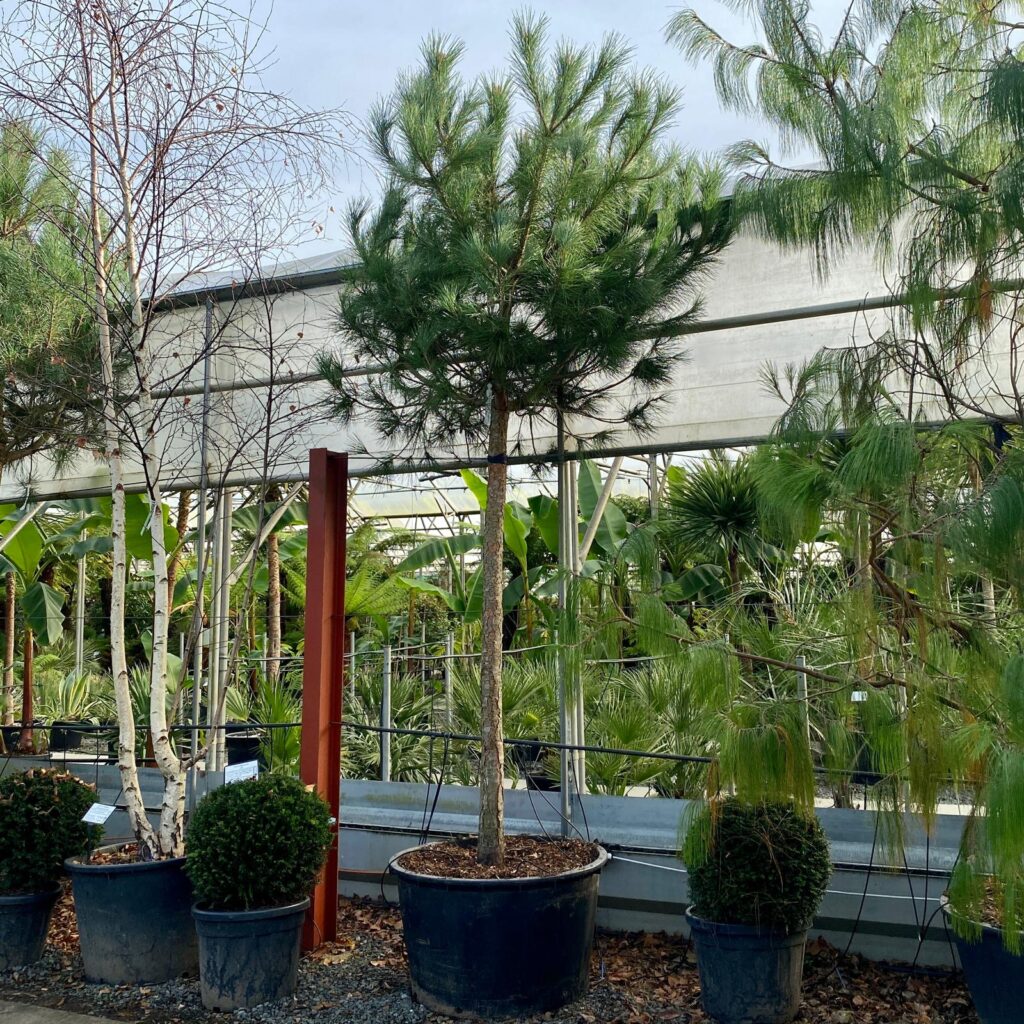 Buy Pinus pinea - Standards (HGUK, P2, ME1) - Architectural Plants
