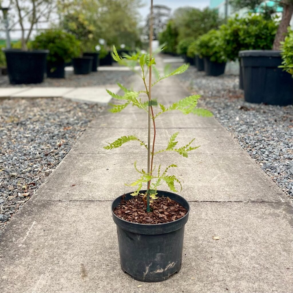 Buy Lyonothamnus floribundus 'Aspleniifolius' - (HG) - Architectural Plants