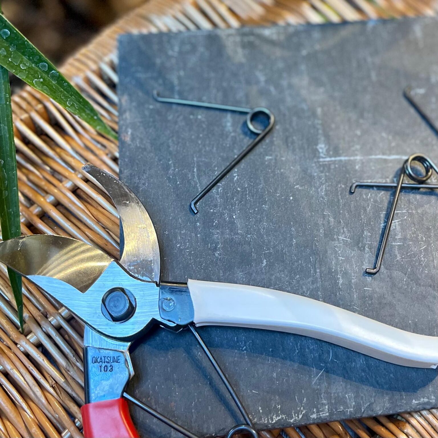 Buy Niwaki Replacement Springs - Architectural Plants