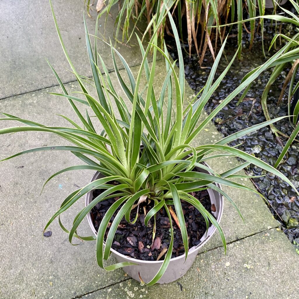 Browse Our Evergreen Plants & Trees | Architectural Plants