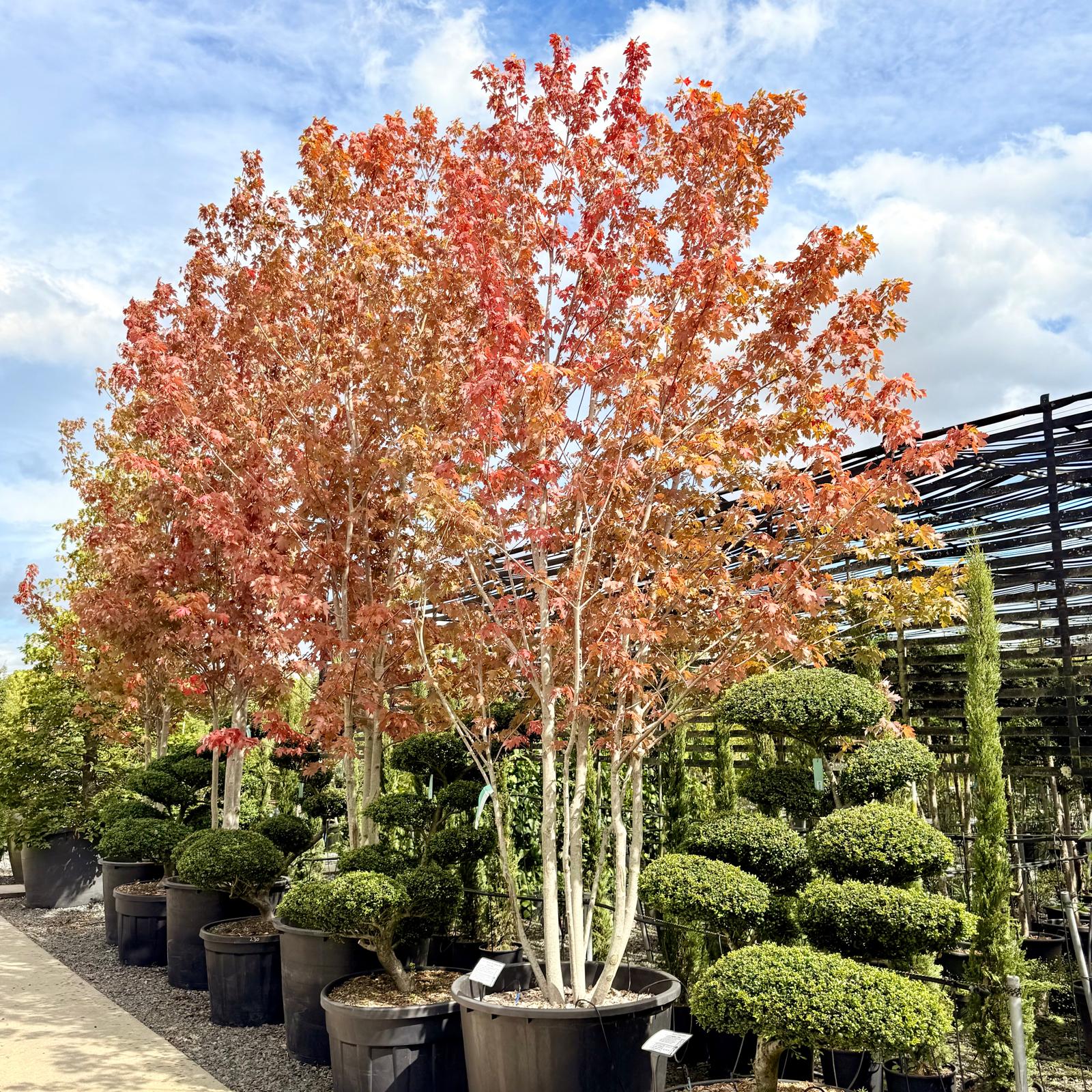 Large Trees for Sale in the UK | Over 30ft | Architectural Plants
