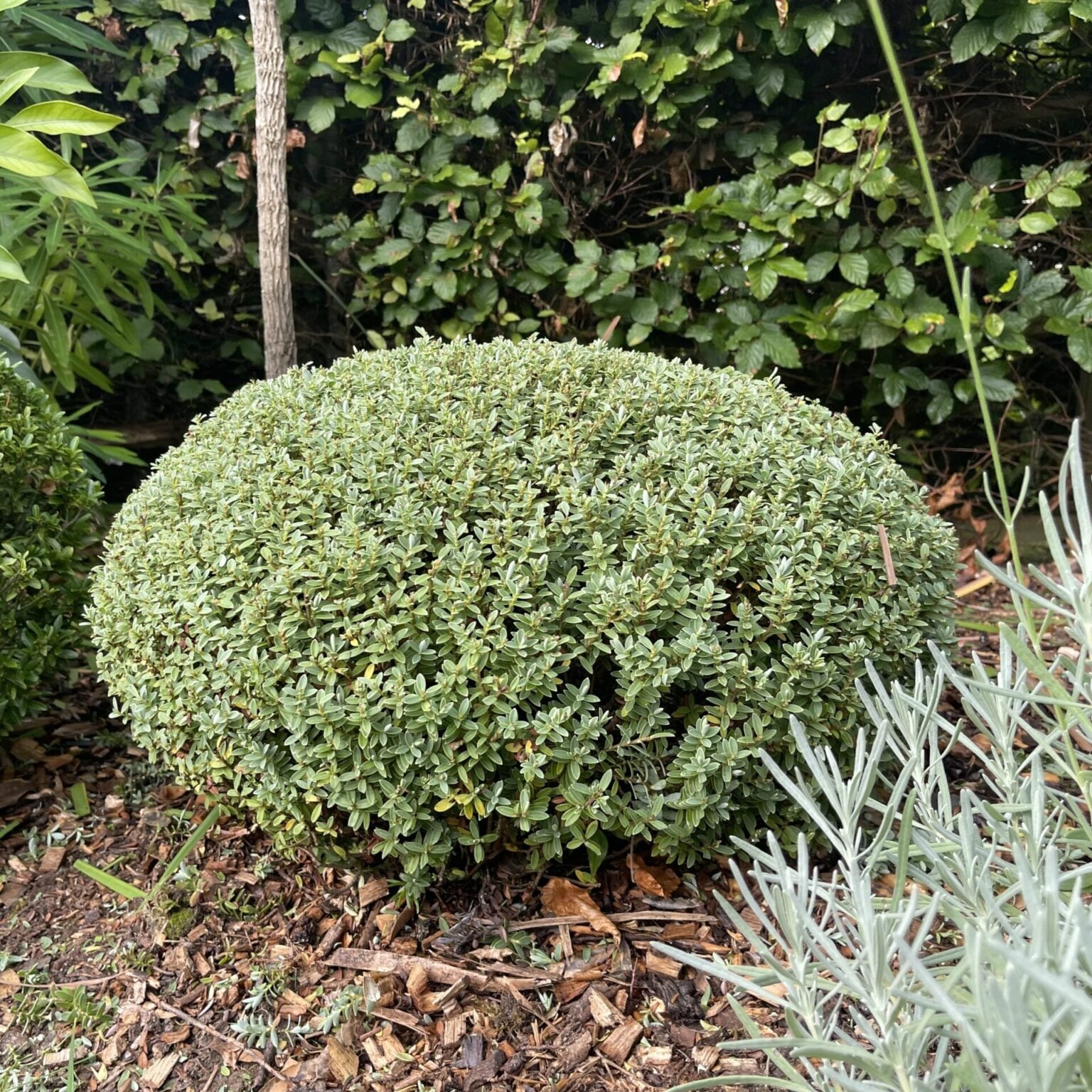 Top 5 Blobs for your Blobbery - Architectural Plants