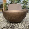 Torc Pots - Architectural Plants