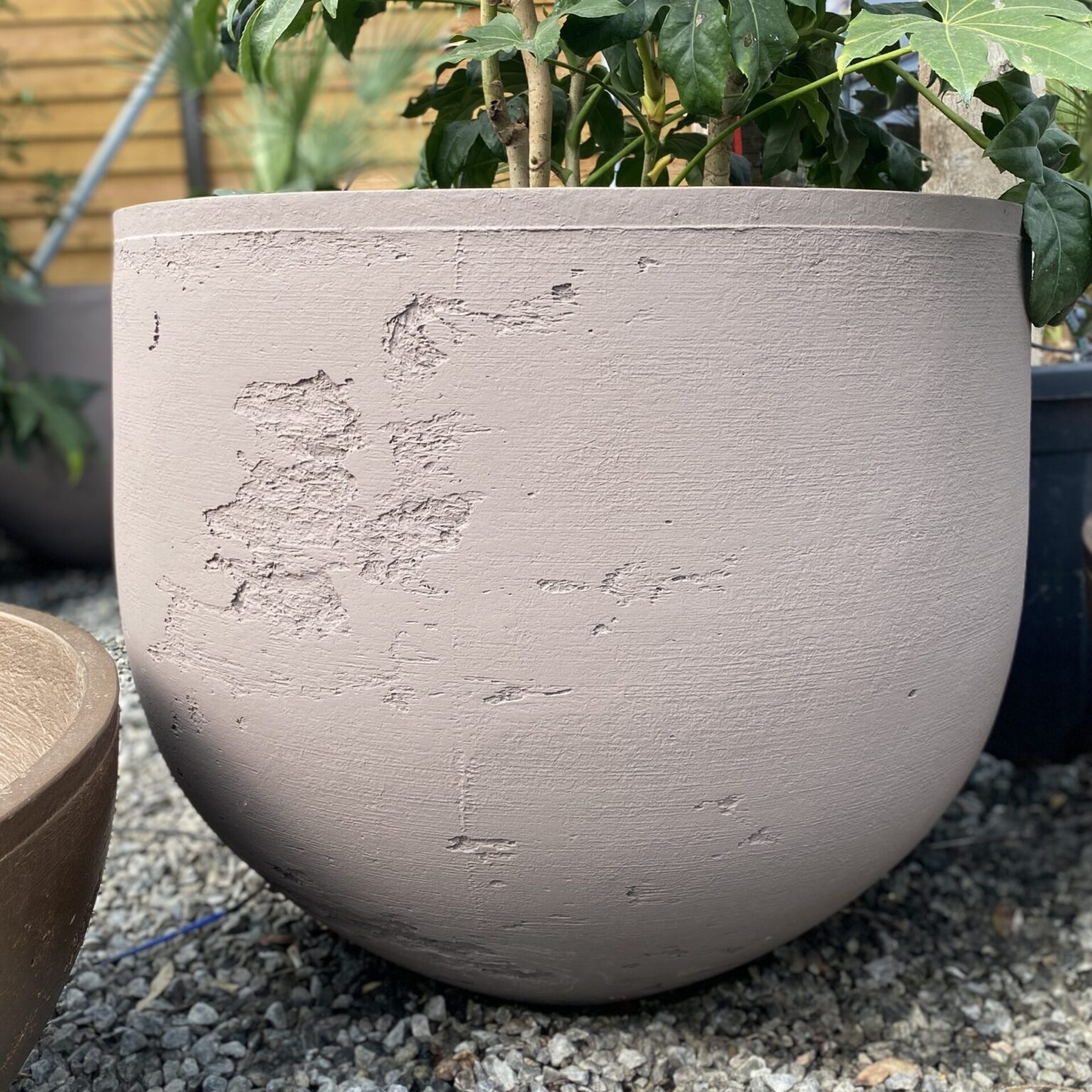 Torc Pots - Architectural Plants