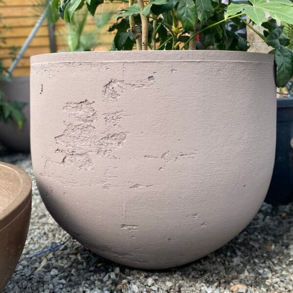 Torc Pots - Architectural Plants