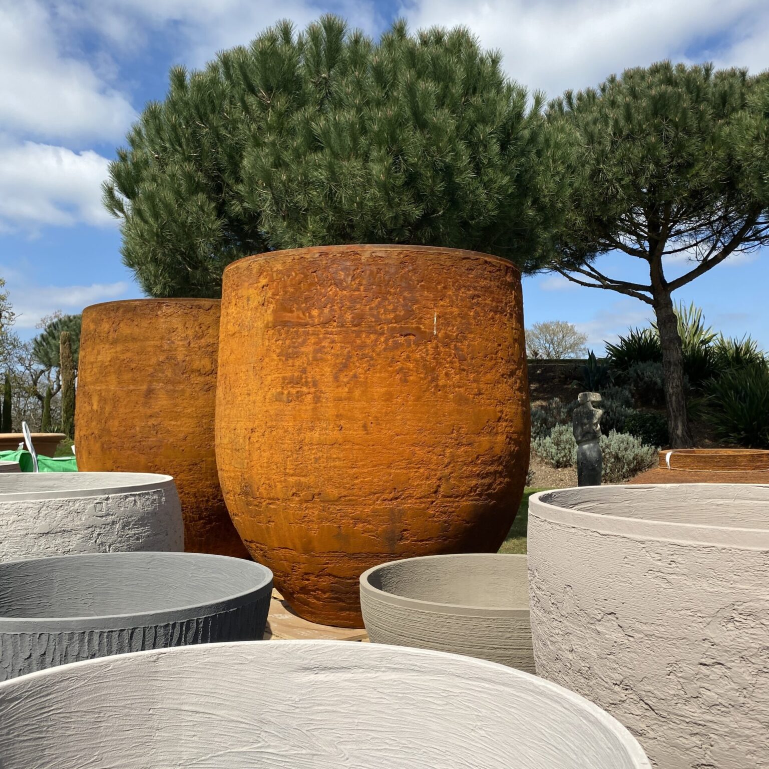 Torc Pots - Architectural Plants