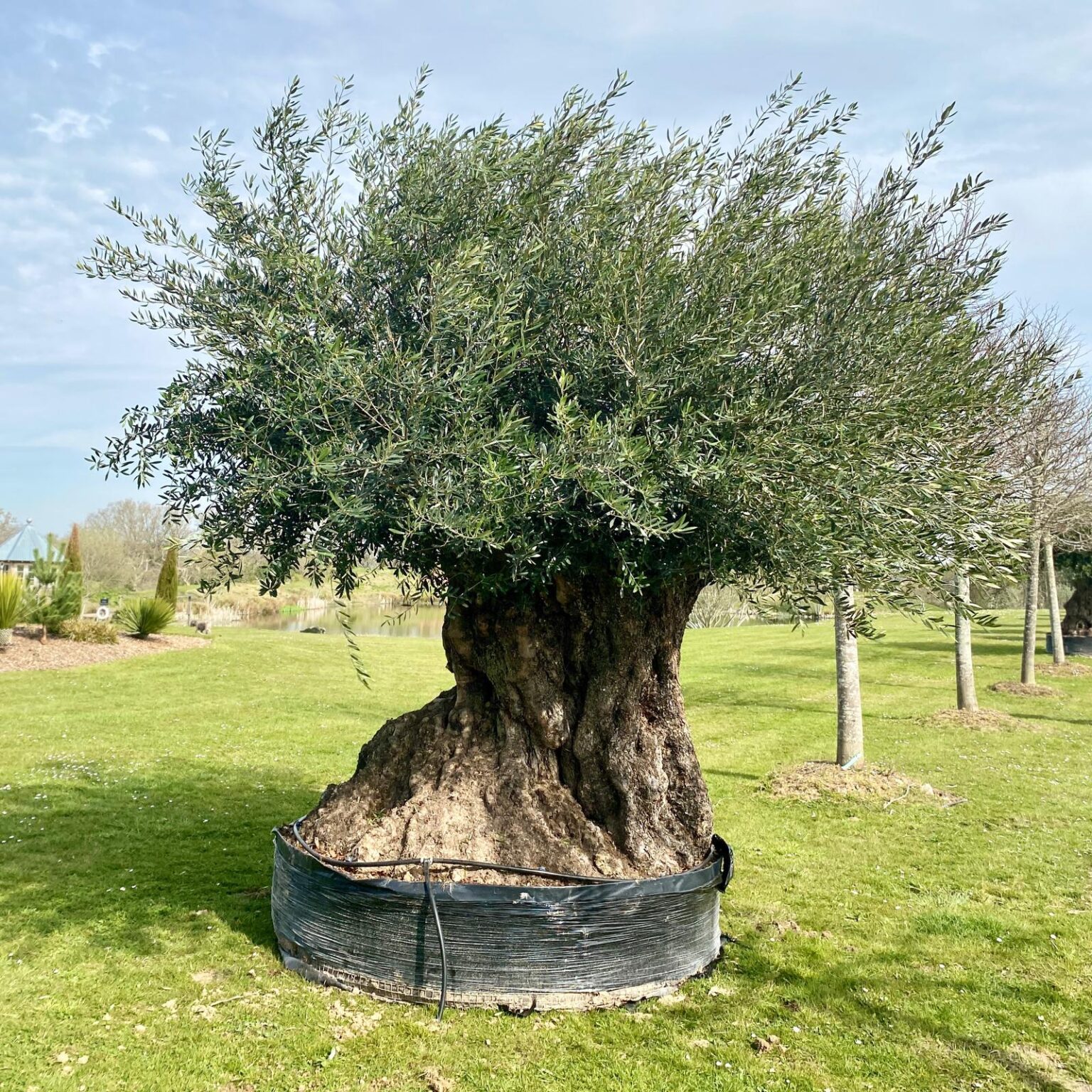 Buy Olea europaea - Gnarly Standards (M1, I1) - Architectural Plants