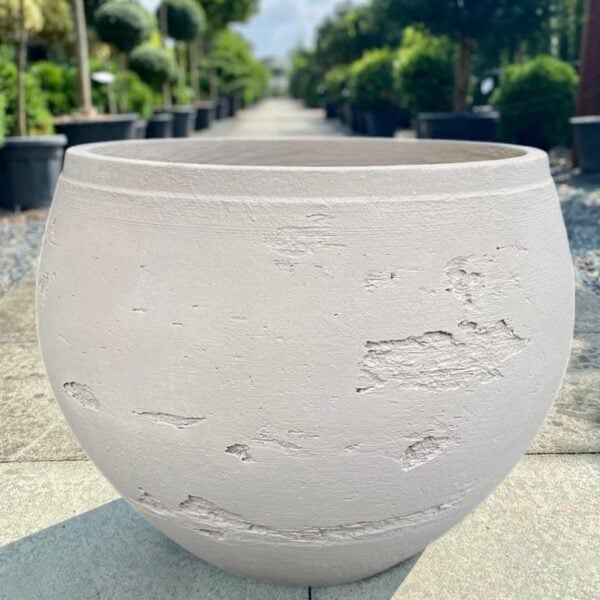 Torc Pots - Architectural Plants