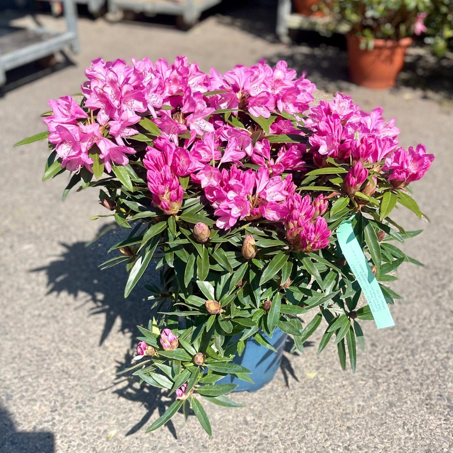 Buy Rhododendron Graziella - Unique Dwarf Evergreen Shrub