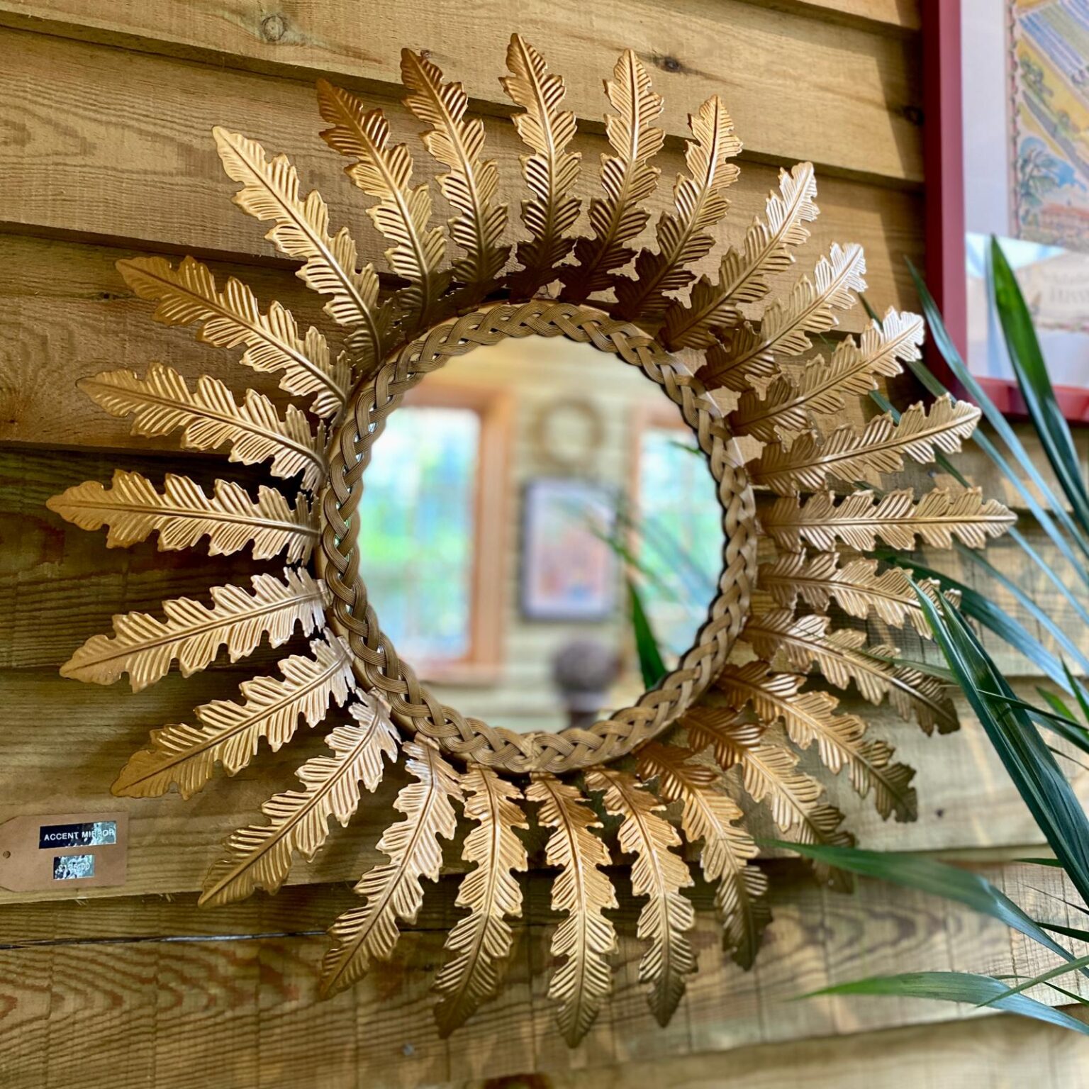 Buy The Plants - Architectural Plants