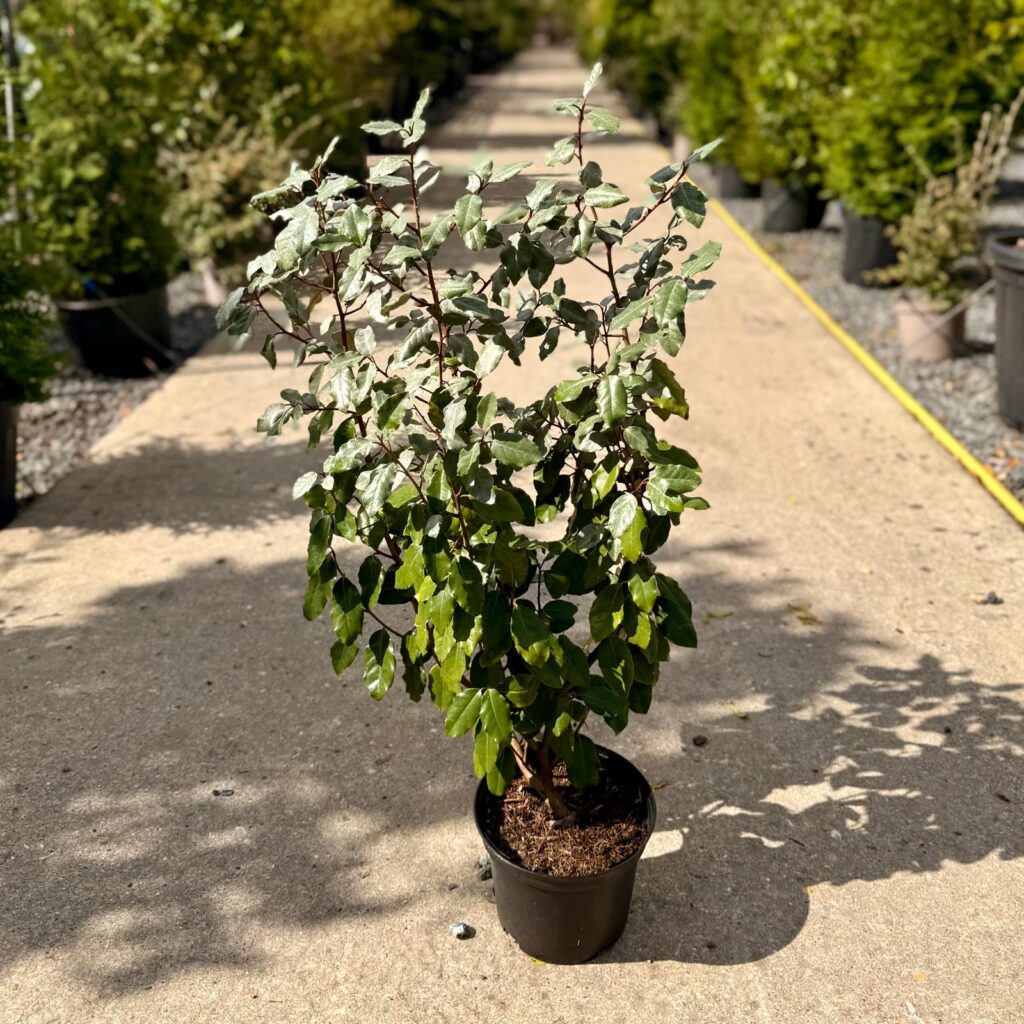 Buy Elaeagnus x ebbingei - Hedging (V1, J1, INT1, CAV1) - Architectural ...