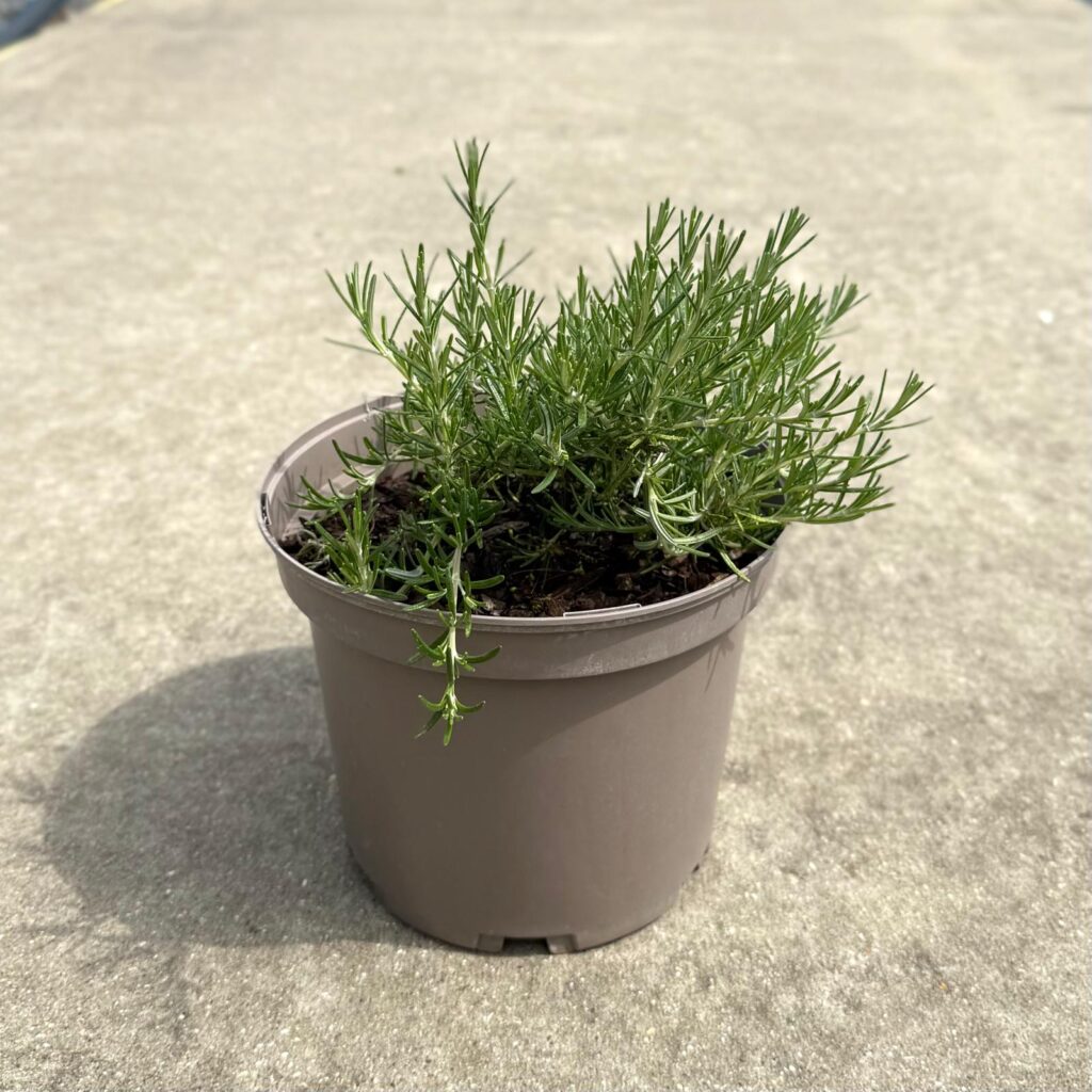 Buy Rosmarinus officinalis 'Repens' (HG) - Architectural Plants