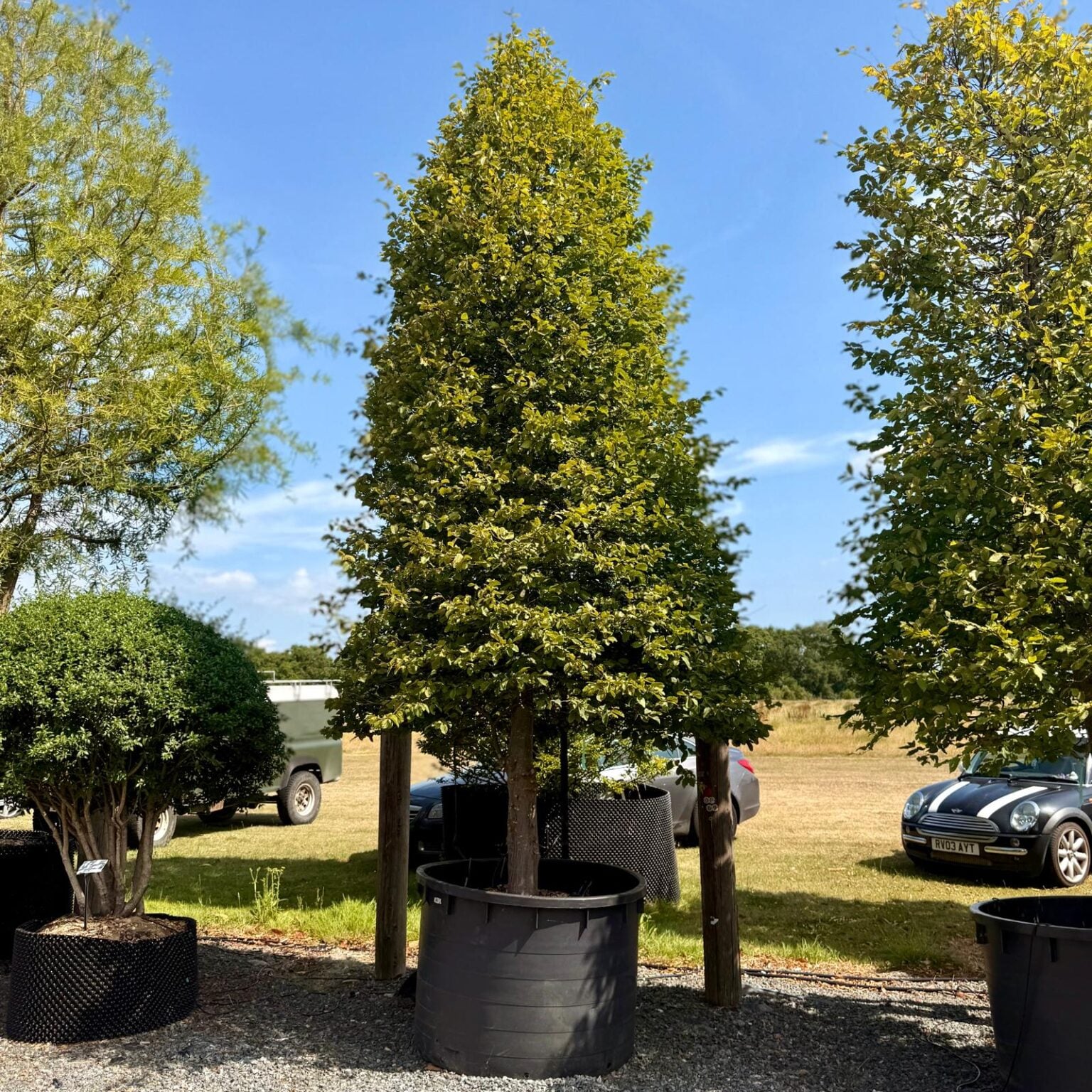 Large Trees for Sale in the UK | Over 30ft | Architectural Plants