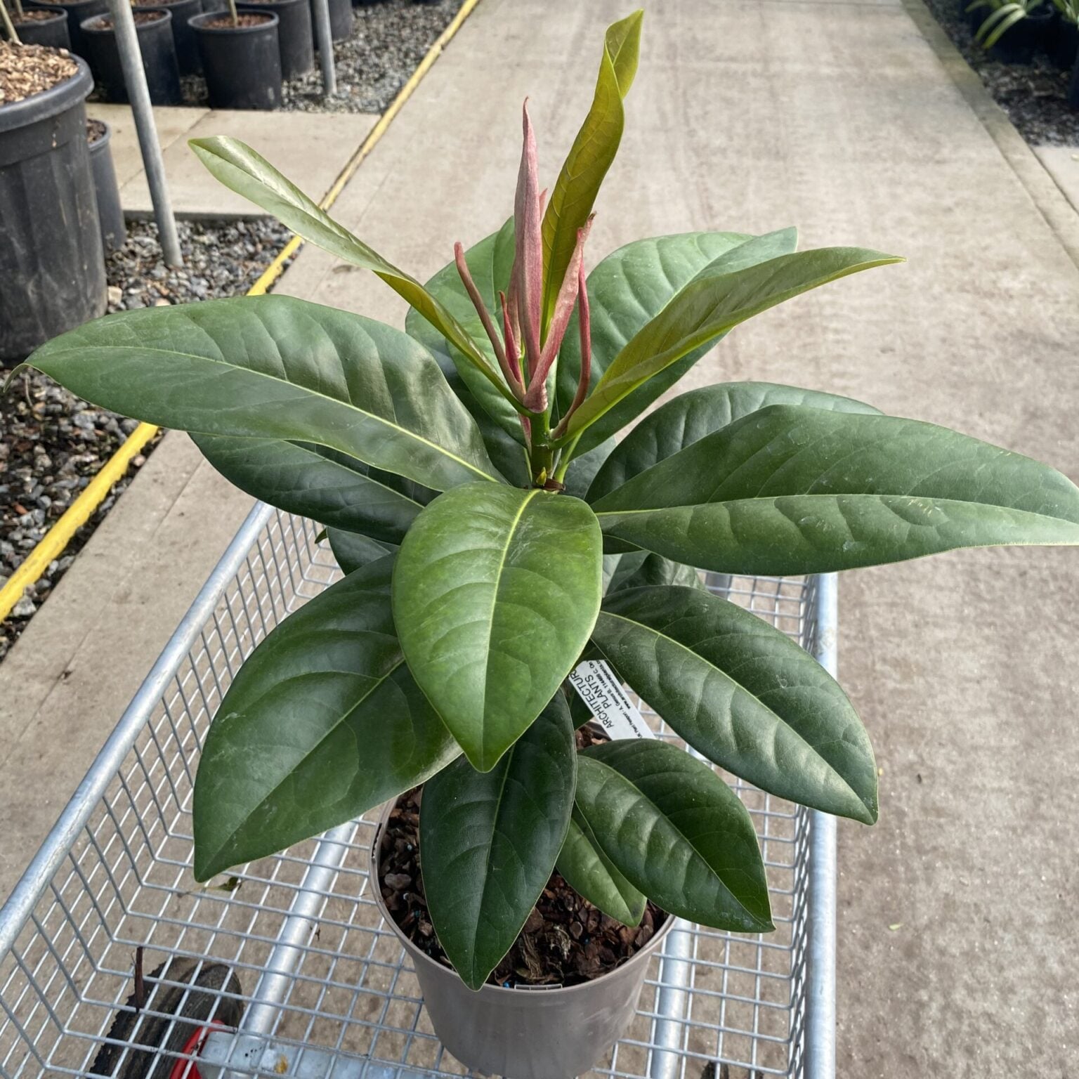 Buy Magnolia grandiflora (Evergreen Magnolia) - UK Delivery