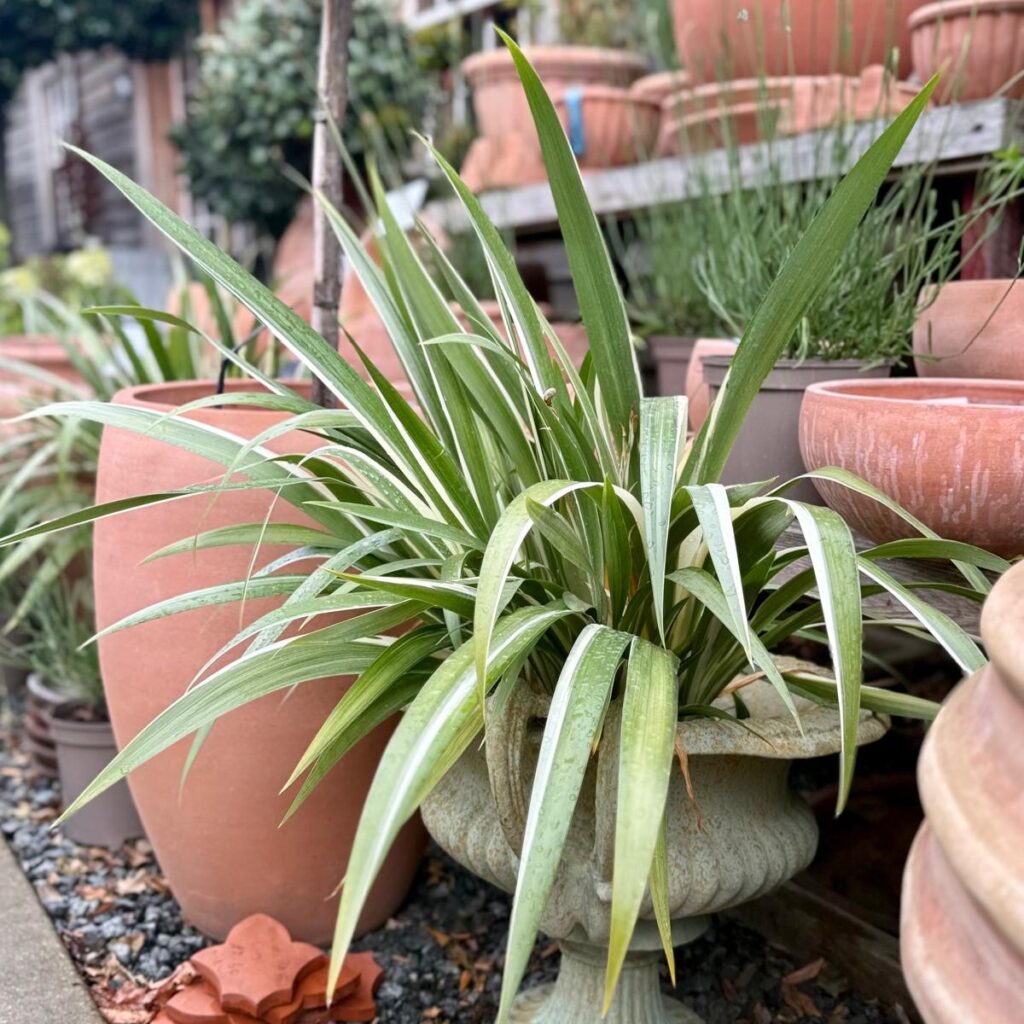 Buy The Plants - Page 28 of 55 - Architectural Plants