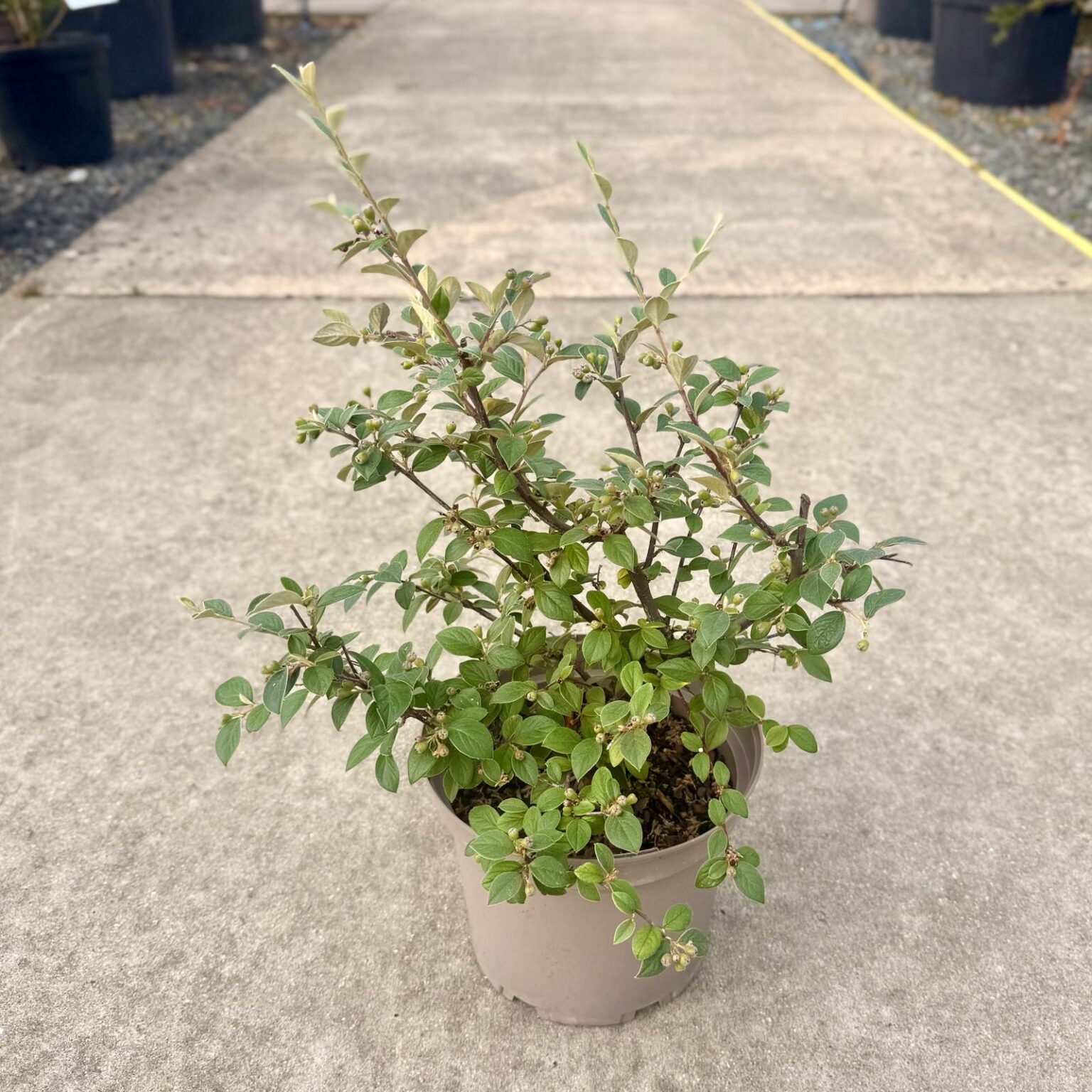 Buy Cotoneaster simonsii - Architectural Plants