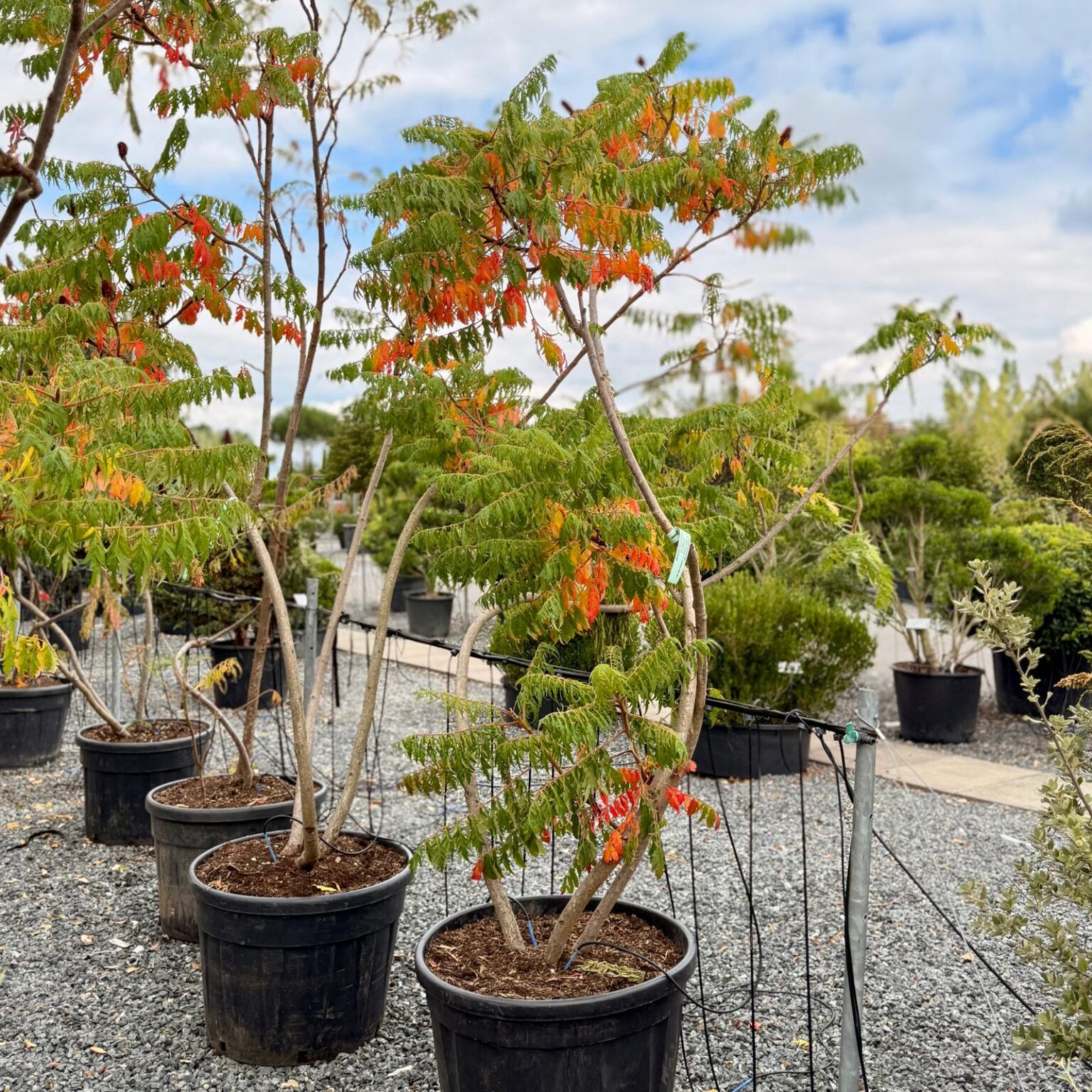 Buy Rhus typhina dissecta (V1) - Architectural Plants