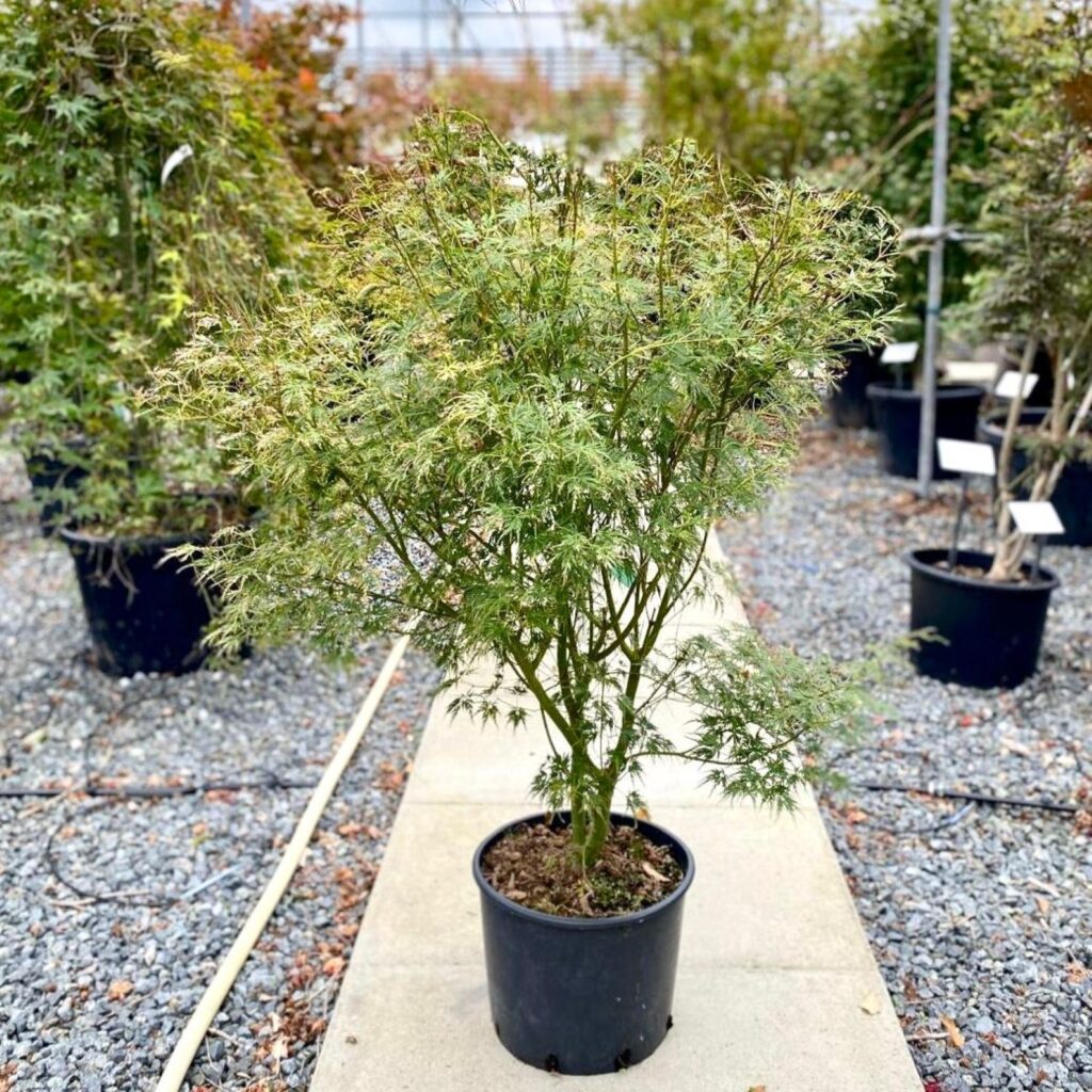 Buy Acer palmatum ‘Dissectum Seiryu’ – Architectural Plants