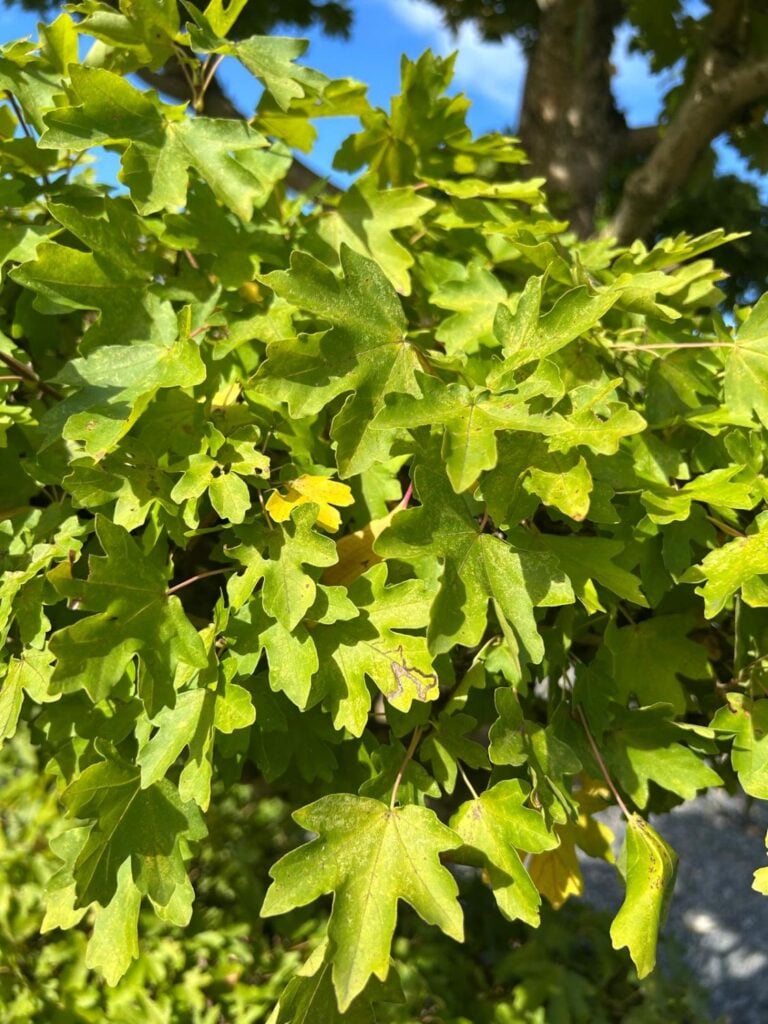 Acer campestre Niwaki – Field Maple – Architectural Plants
