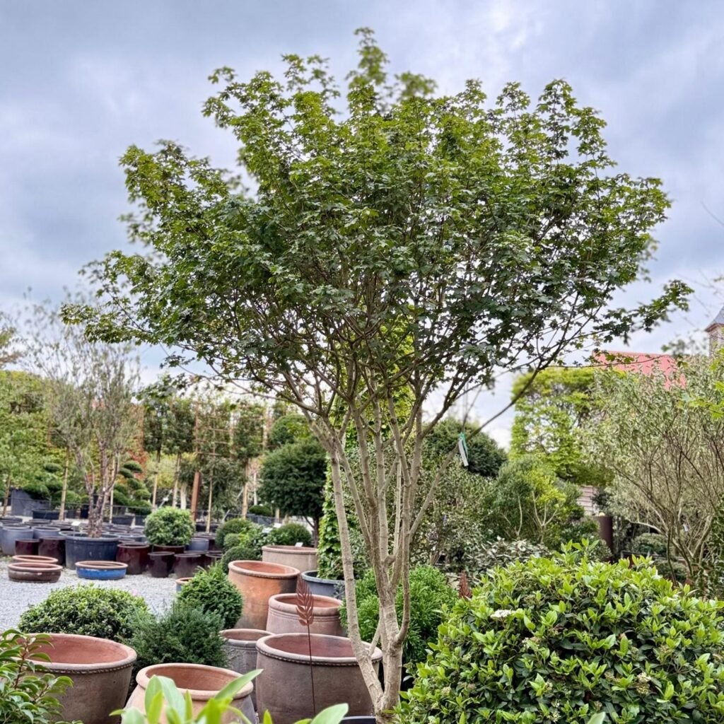 Acer campestre – Multi Stem Field Maple – Architectural Plants