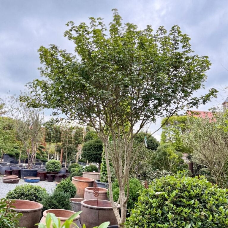 Acer campestre – Multi Stem Field Maple – Architectural Plants