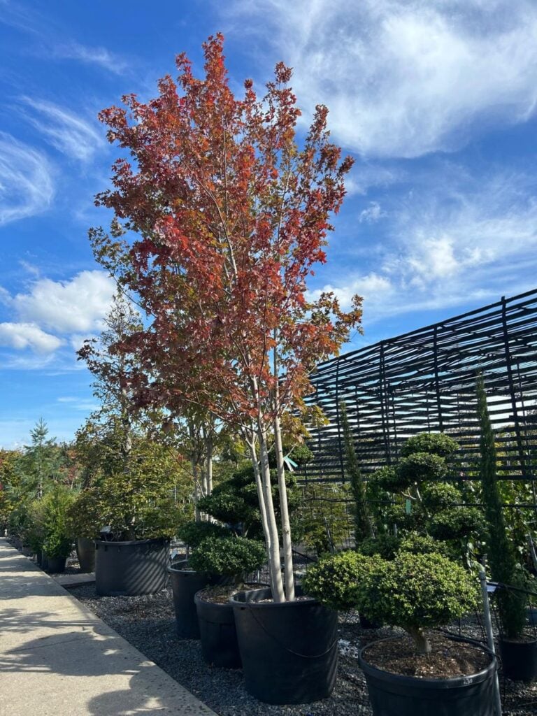 Acer freemanii ‘Autumn Blaze’ – Multi Stems – Architectural Plants