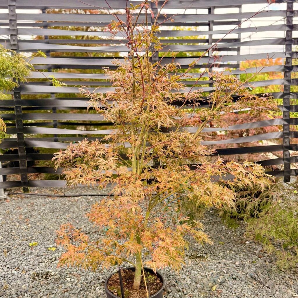 Acer palmatum ‘Pink Passion’ – Architectural Plants