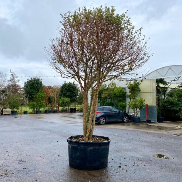 Acer campestre – Multi Stem Field Maple – Architectural Plants
