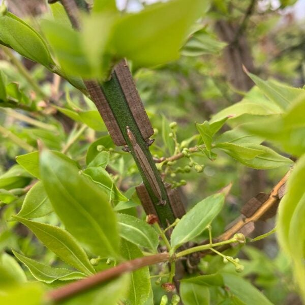 Buy Euonymus Alatus (Burning Bush) - Architectural Plants