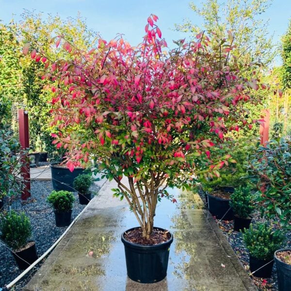 Buy Euonymus Alatus (Burning Bush) - Architectural Plants