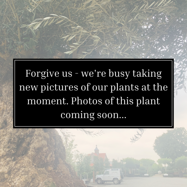 Buy Cephalotaxus harringtonia 'Korean Gold' - Architectural Plants