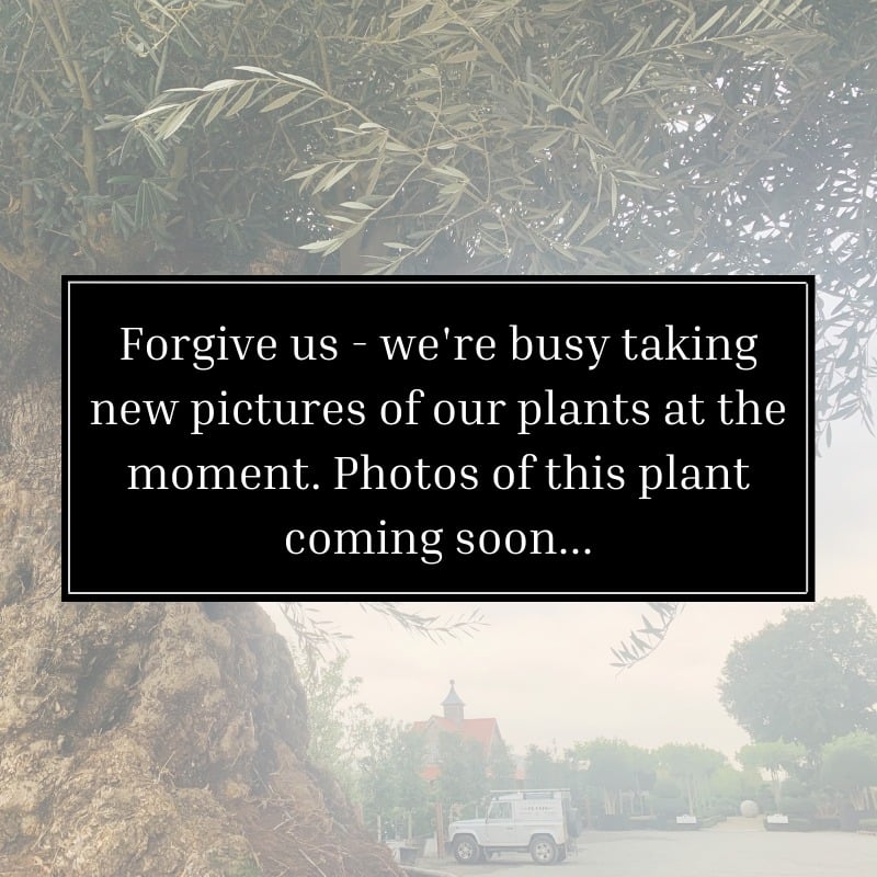 Buy Pinus nigra 'Green Tower' - Architectural Plants