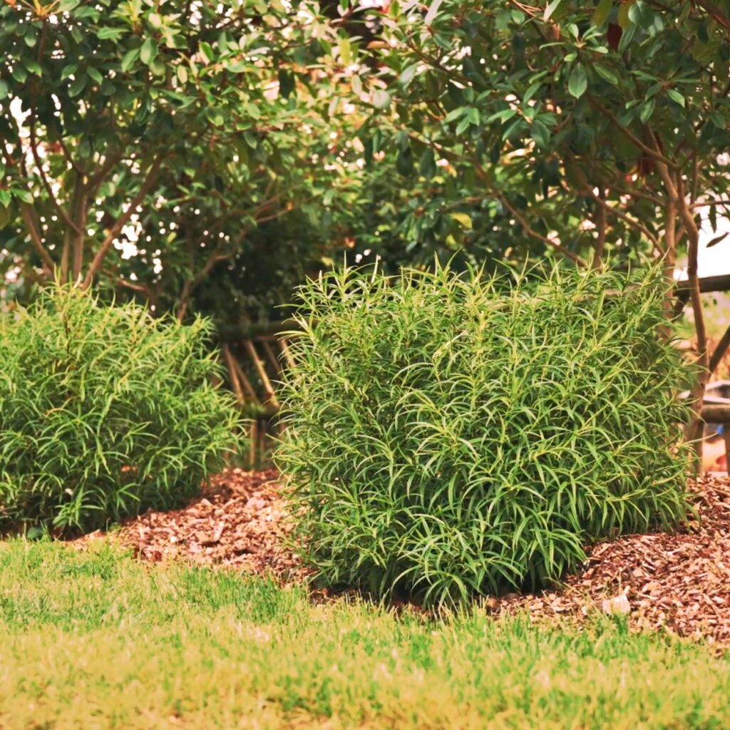 Buy Hebe parviflora angustifolia (Narrow Leafed Hebe) - Architectural ...