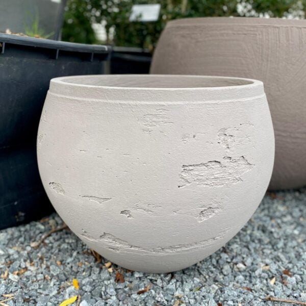 Buy Torc Pots : Asa - Architectural Plants